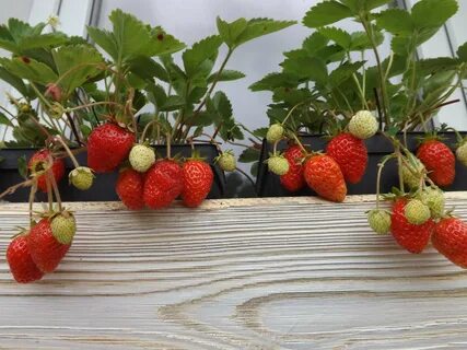 çilek fidesi fiyatları: Yandex Görsel'de 1 bin görsel bulundu