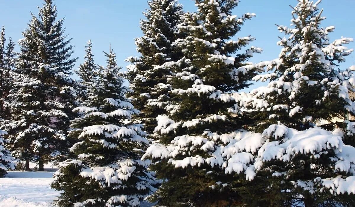 Елка в лесу15 (Множество фото) - treepics.ru