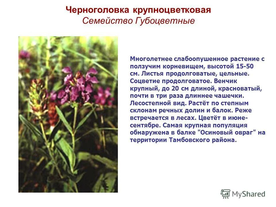 Черноголовка свойства – Telegraph