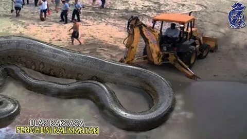 Unveiling the Astonishing Sighting: NABAU GIANT Snake Spotted in ...