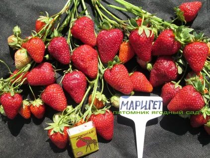 маригет клубника: 1 тыс изображений найдено в Яндекс Картинках