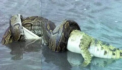 In the epic territory struggle, the giant python defeats the crocodile ...