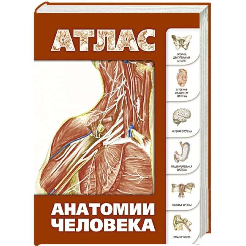 Anatomy atlas
