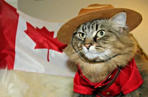 H33 Canadian Cats: The Pride of the North H33 - Newspaper World