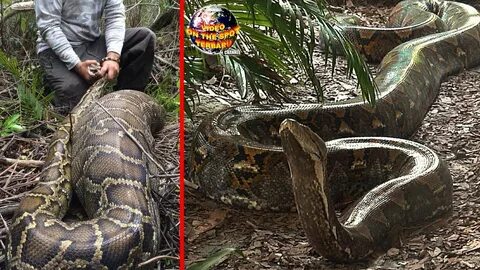 Emotional eпсoᴜпteг: Man sheds teагѕ when seeing giant python at the ...