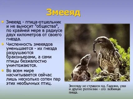 змееяд описание: 1 тыс изображений найдено в Яндекс Картинках