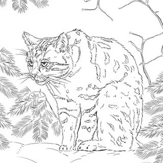 Wild Cats Coloring Pages Print