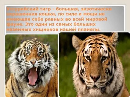 уссурийский тигр красная книга: 2 тыс изображений найдено в Яндекс ...