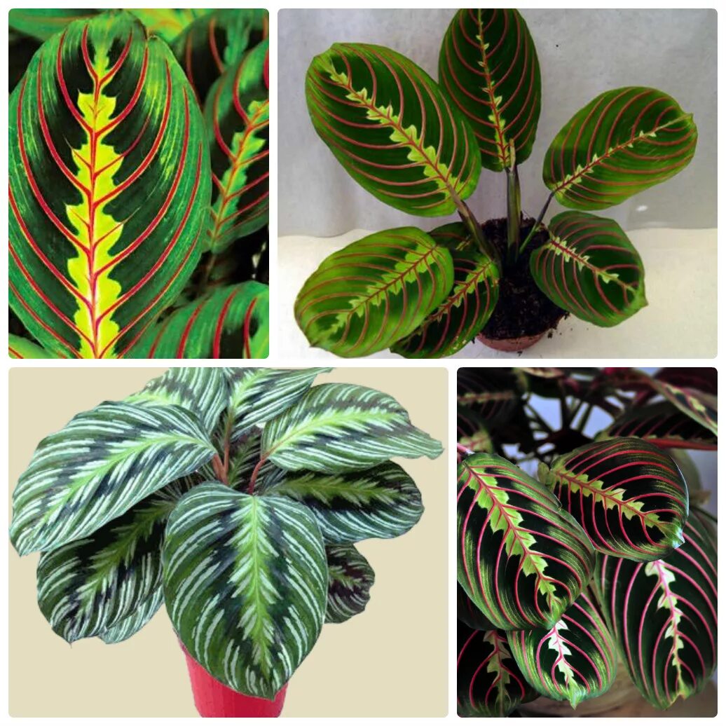 Виды марант – Telegraph