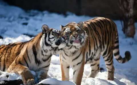 Уссурийский Тигр: 3 тыс изображений найдено в Яндекс Картинках