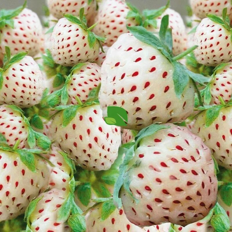 Клубника белого цвета – Telegraph