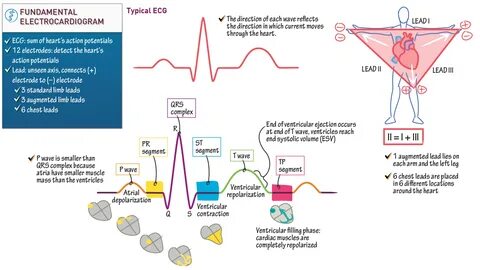 Ecg in pathologies: смотрите и скачивайте изображения — Яндекс Картинки