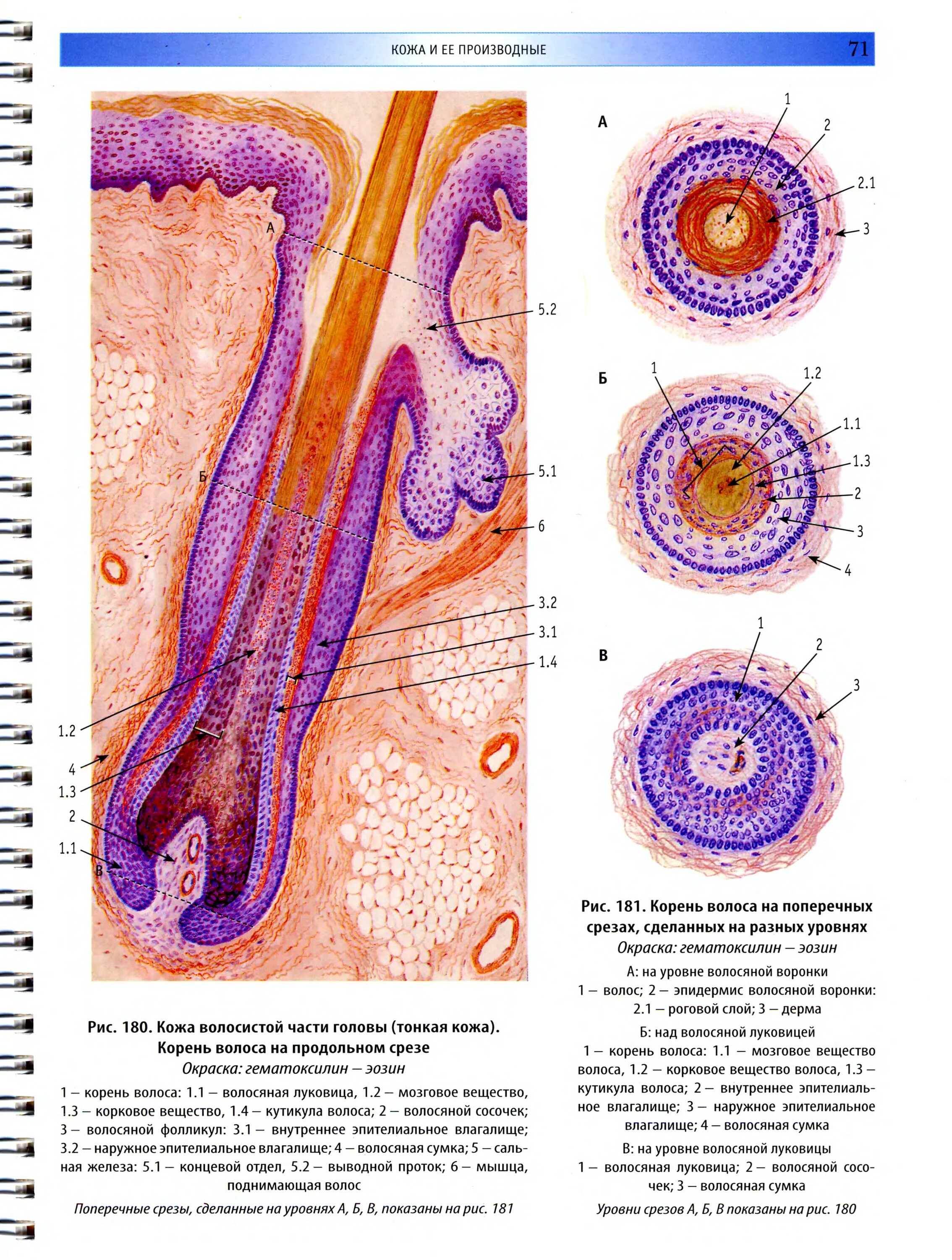 Histology atlas